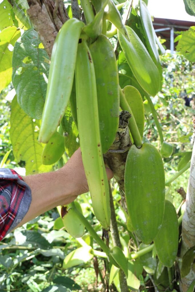 1 Monster Vanilla Pompona Bean - Vanilla Pompona Beans for sale